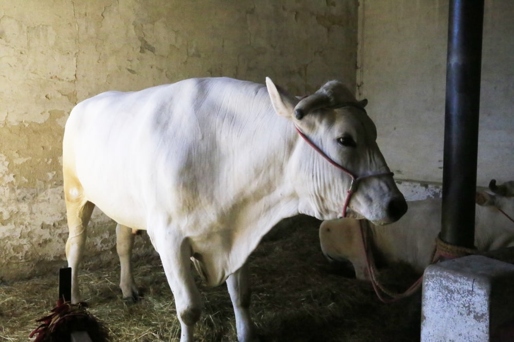 Misure Covid, 800mila euro per imprese di trasformazione latte ...