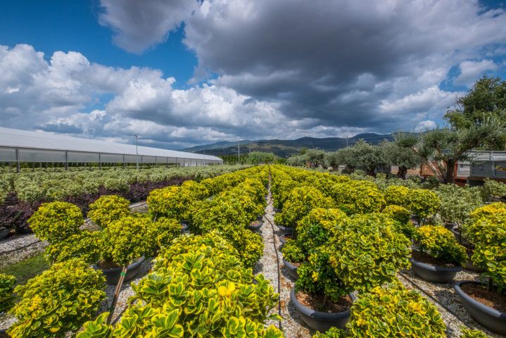 Premio al Flormart per una magnolia speciale di 'Romiti Vivai ...