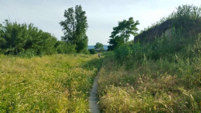 Torrente Ombrone, a giugno la manutenzione idraulica e il taglio dell ...