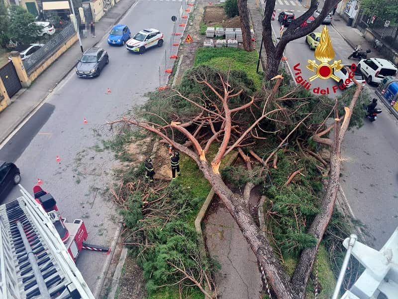 Grosso pino cade a Firenze nello spazio verde fra due strade. Nessun ...